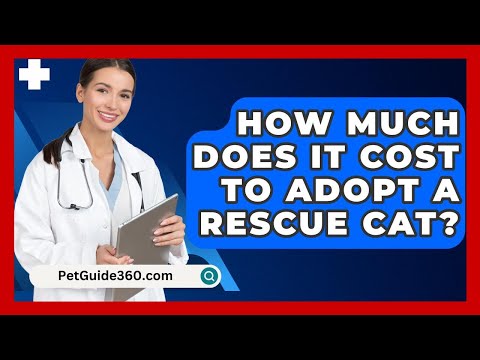How Much Does It Cost To Adopt A Rescue Cat? - PetGuide360.com
