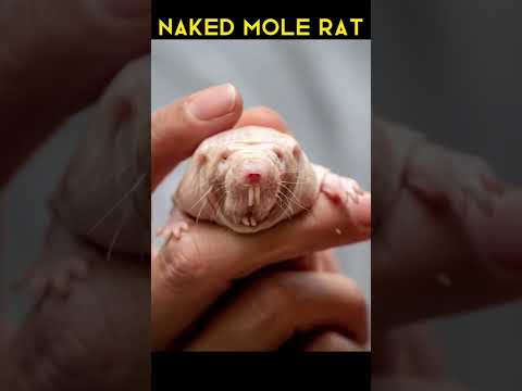 Naked Mole Rat : Ugly or Beautiful? #animals #nature 4K