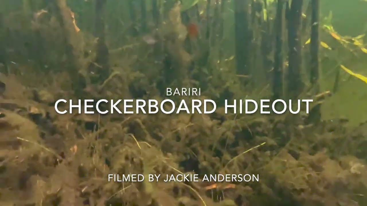 Checkerboard Hideout
