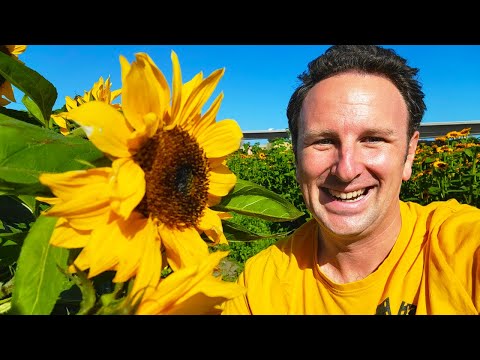 Sunflowers in Costa Mesa California @ Hana Field