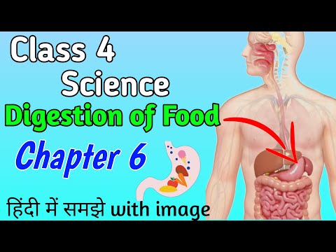 The Digestive System Video Lecture - Crash Course for Class 4 (Hinglish)