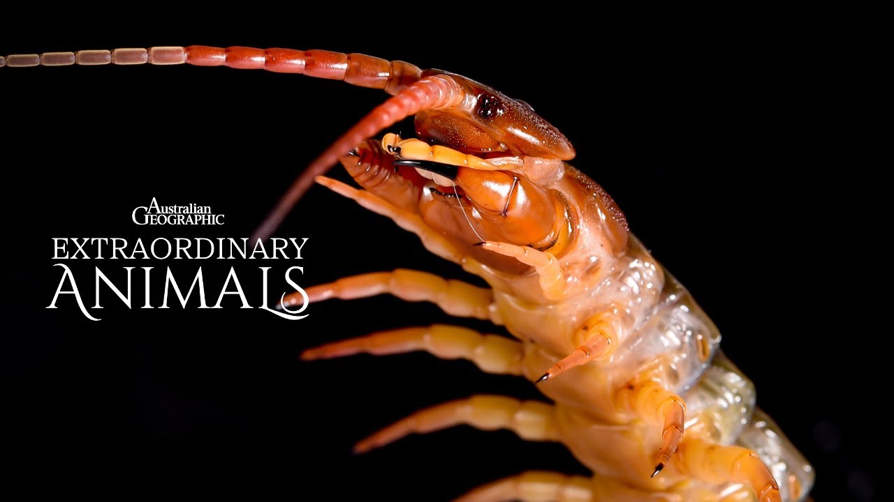 Australia's Largest Centipede Species | Extraordinary Animals