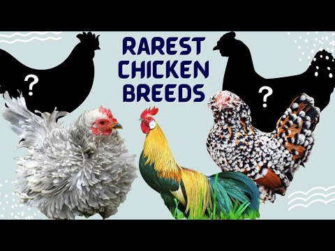 10 Most Beautiful Chickens In The World