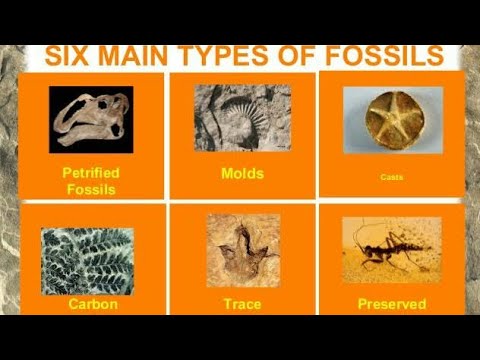 fossils and its all type explained in hindi//types of rocks also explained in hindi
