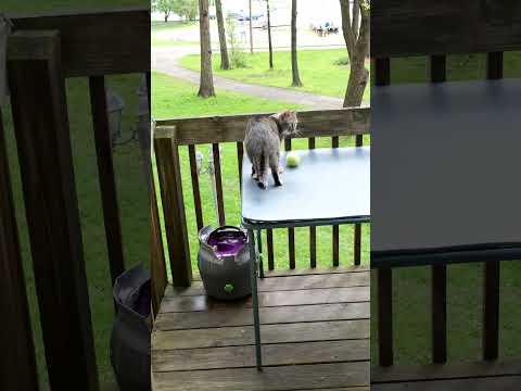 Cat Plays Fetch with the Dog