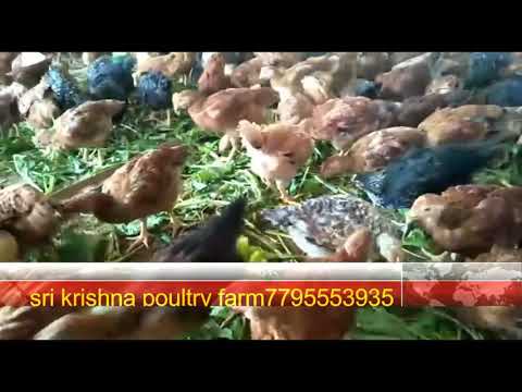 Country Chicken - Wholesale Price & Mandi Rate for Desi Chicken