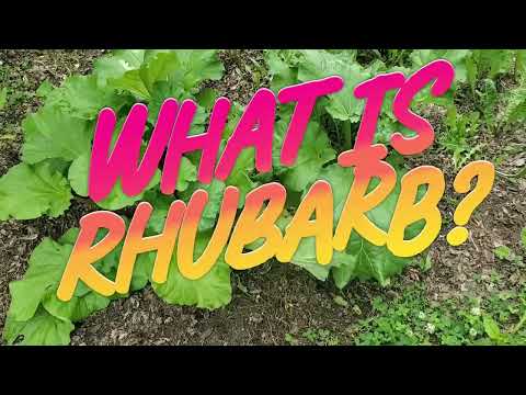 What is rhubarb?