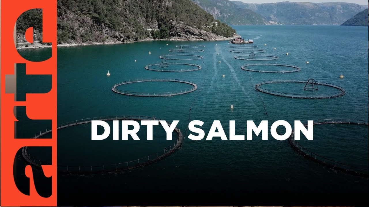 The Dark Underbelly of European Salmon - Documentarytube.com