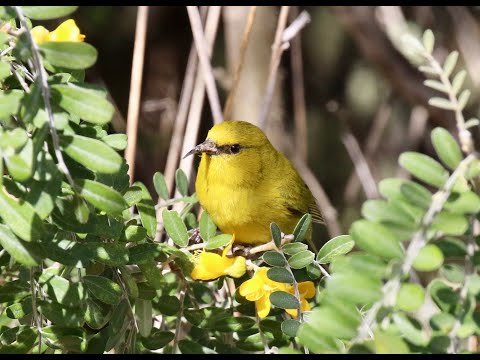 Hawaii Birding: Favorite 6 Sites By Mandy Talpas