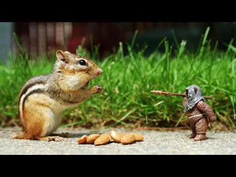 Different Chipmunk Sounds and Noises