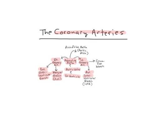 The Coronary Arteries