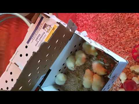 Meyer Hatchery Mail Order Chickens