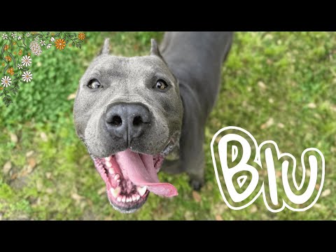 Dog for adoption - Blu True best friend to you, an American Bulldog ...