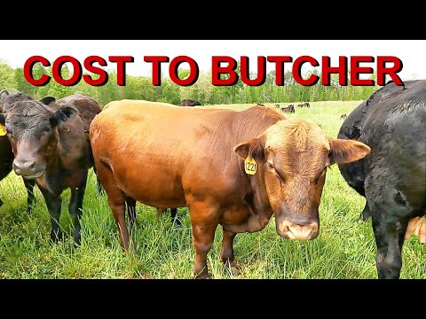 What Does It Cost To Have A Whole Cow Butchered?