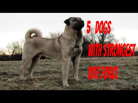 5 Dogs With Strongest Bite Force #shorts