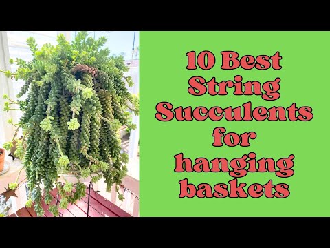 10 Best String Succulents for hanging baskets | Most Popular string plants
