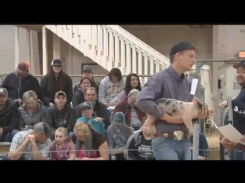 Pigs auctioned off for 4-H and FFA
