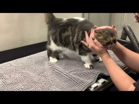 Chris Christensen Top Cat Facial Wash