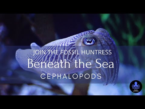 Beneath the Sea — Cephalopods
