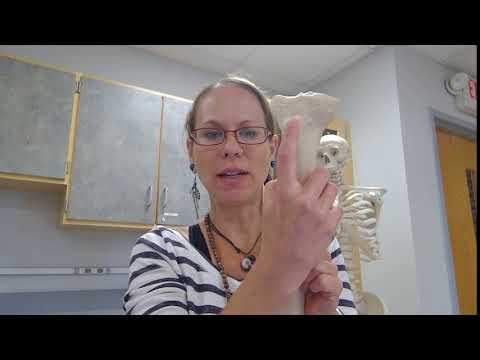 Appendicular Quiz Question