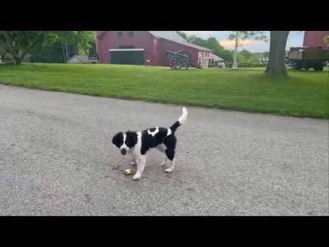 240525 Noodles & Apple -Goldy's Farm (FB 2049)