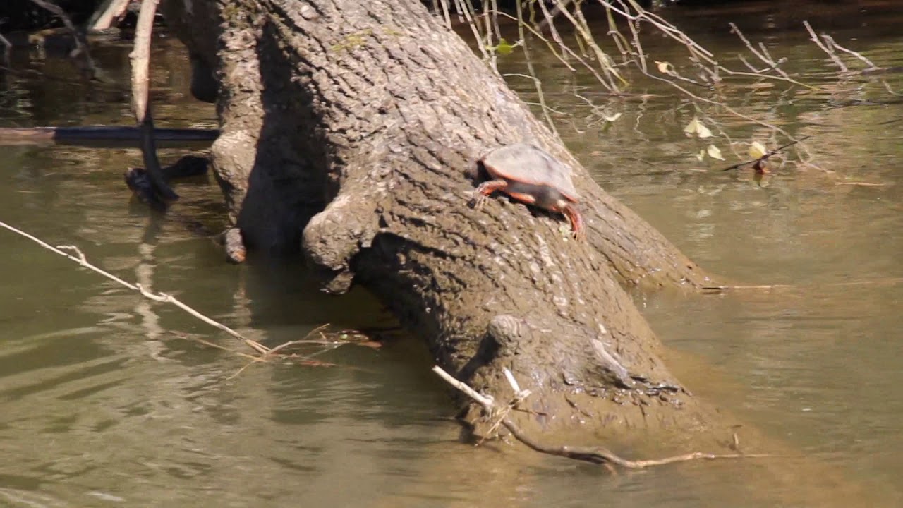 Springtime in the Watershed