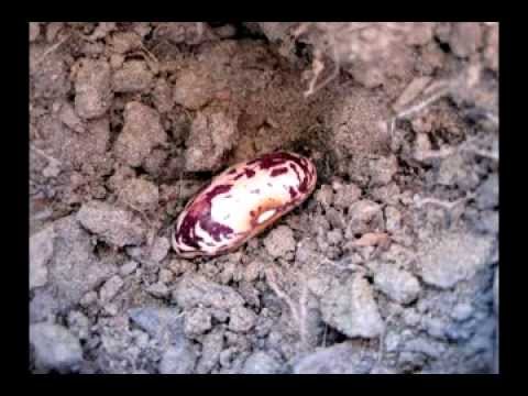 Romano Beans From Seed to Table by Ellie Markovitch storycooking.com