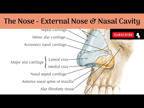 External Nose & Nasal Cavity | Boundaries | Blood supply & Nerve Supply #Anatomy #mbbs #education