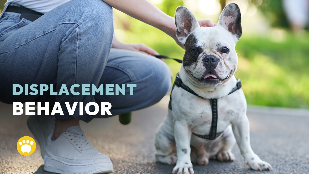 Displacement Behavior in Dogs: What It Means and When to Worry