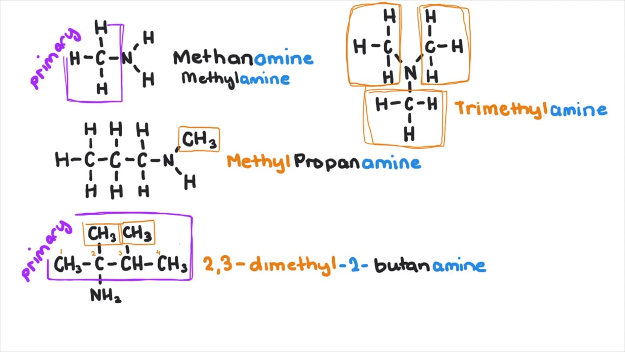 Amines and Amides