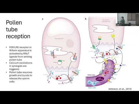 Sharon Kessler: Processing extracellular information: MLOs signaling in plant reproduction & dev ...