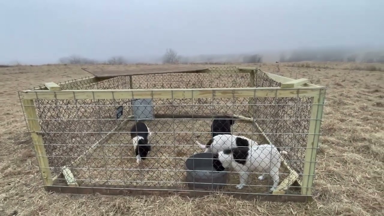 Introducing New Puppies To The Sheep Flock, And The Big  Guardian Dogs.