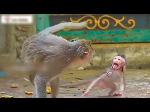 Poor Baby Monkey Mama rejects milk, making it unhappy