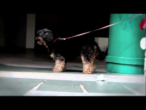 Singapore Polytechnic GoMAD Video: Abandoned Dog