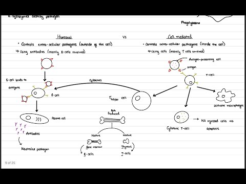 Humoral vs Cell mediated immunity notes – Medics Teach Bio