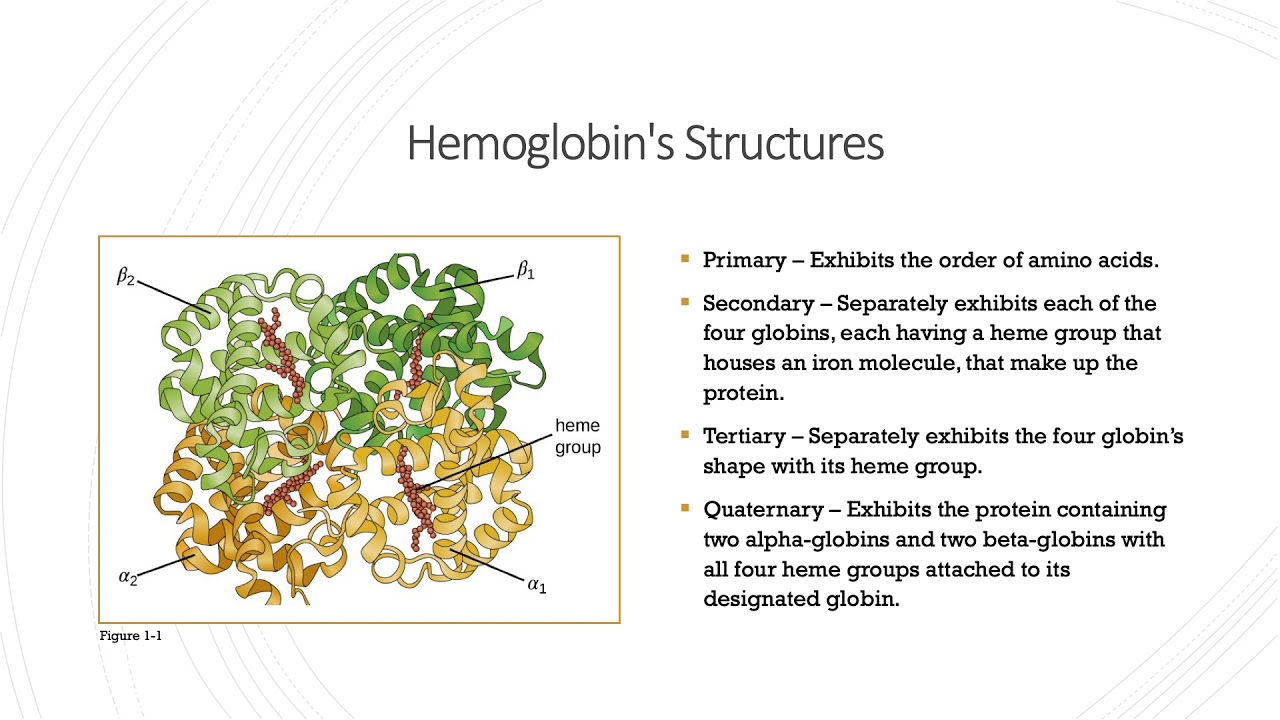 Hemoglobin Power Point