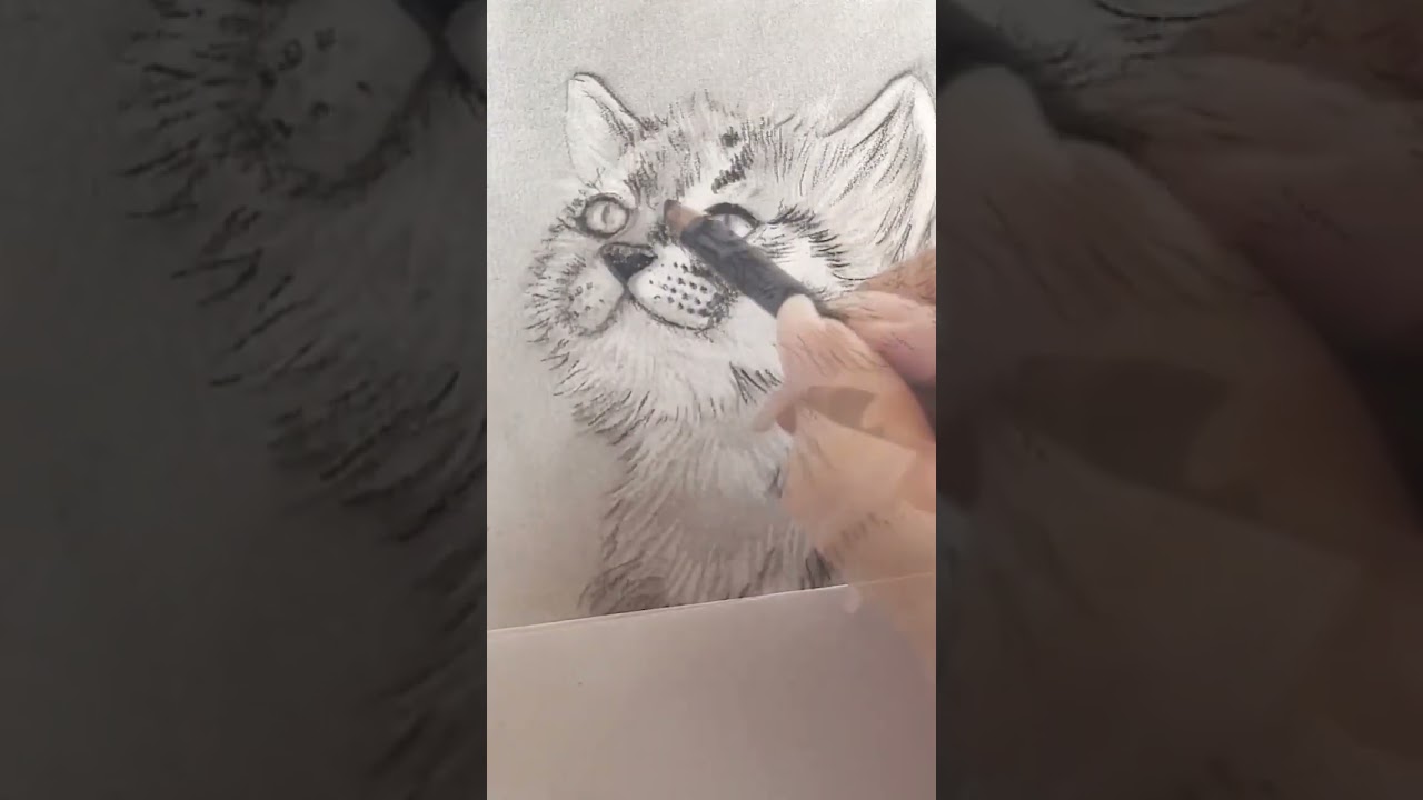 Cat drawing using charcoal pencils, powder, and erasers. #artforyou #4u #kunst #cat