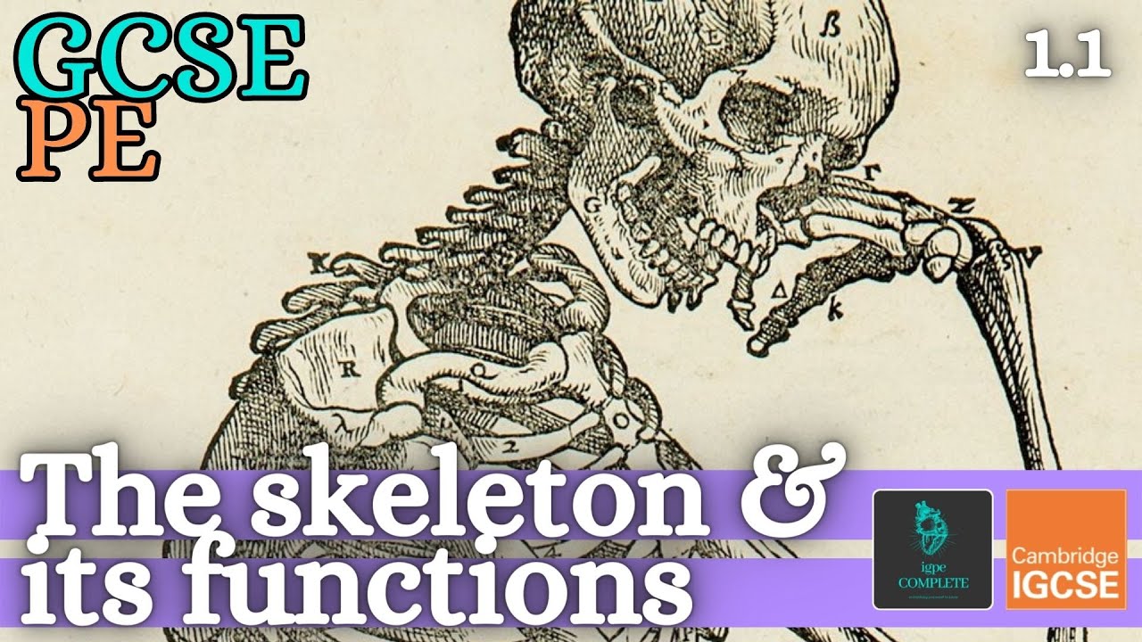 Understanding the Skeleton: Functions and Bone Classification in GCSE ...