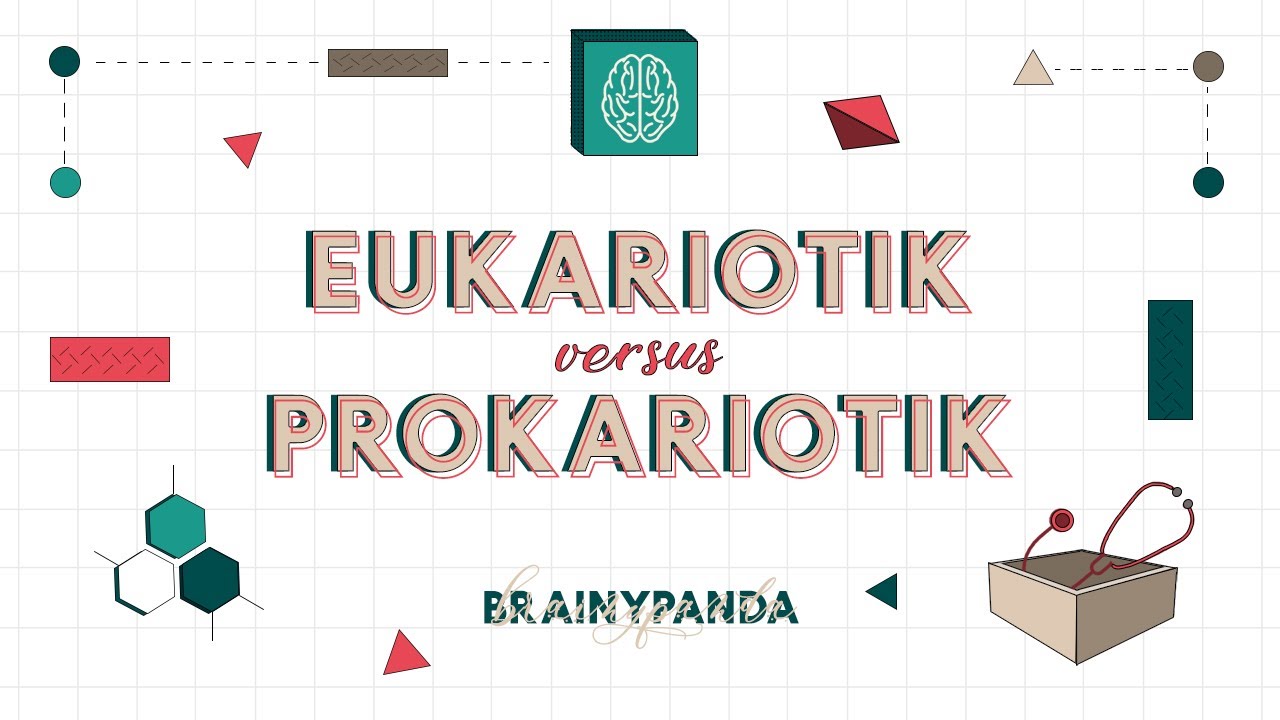 Eukaryotic and Prokaryotic Cells | Cell Biology | Brainy Panda