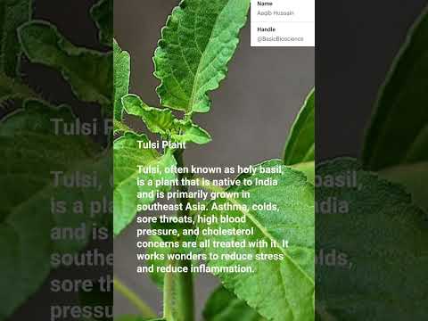 Plants that release Oxygen at Night