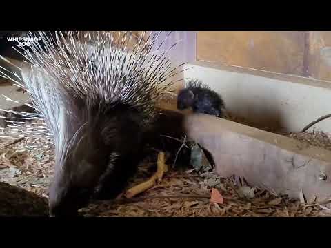 A spiky bundle of joy has been born at Whipsnade Zoo