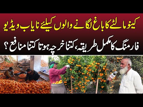 Orange Gardening Kitna Profitable Business Hai? | Orange Farming In Pakistan