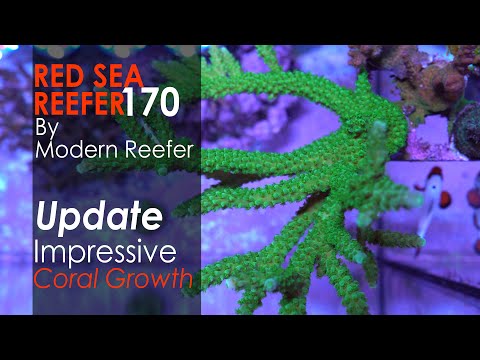 Red Sea Reefer 170 Update - Coral Growth