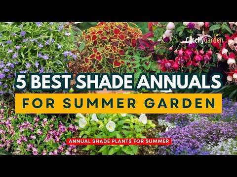 Hot and Beautiful : Discover the 5 Best Shade Annuals for Summer πΈπ³βοΈ // Gardening Ideas