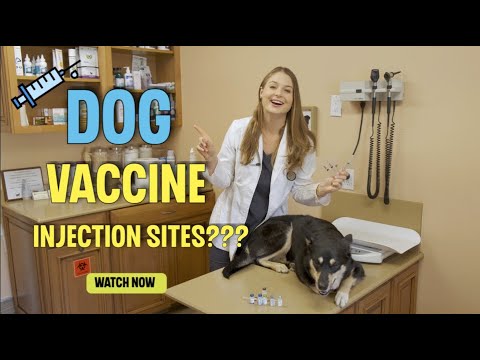 WHERE TO INJECT THE 4 CORE CANINE VACCINES?!? | Veterinary Education