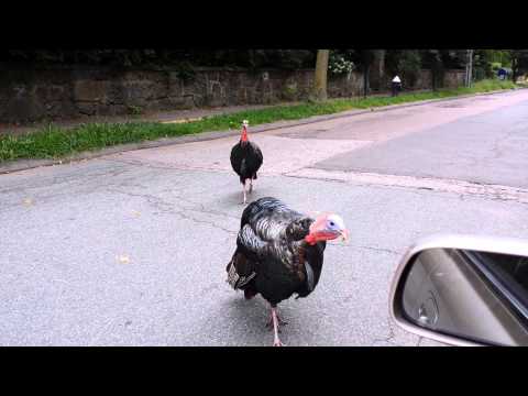 Wild Turkeys Are Back, Trolling Greater Boston | WBUR News