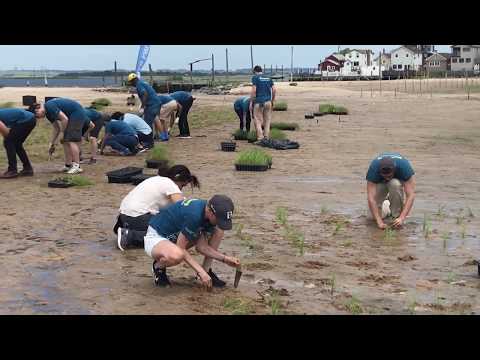 Planting Spartina at Sunset Cove