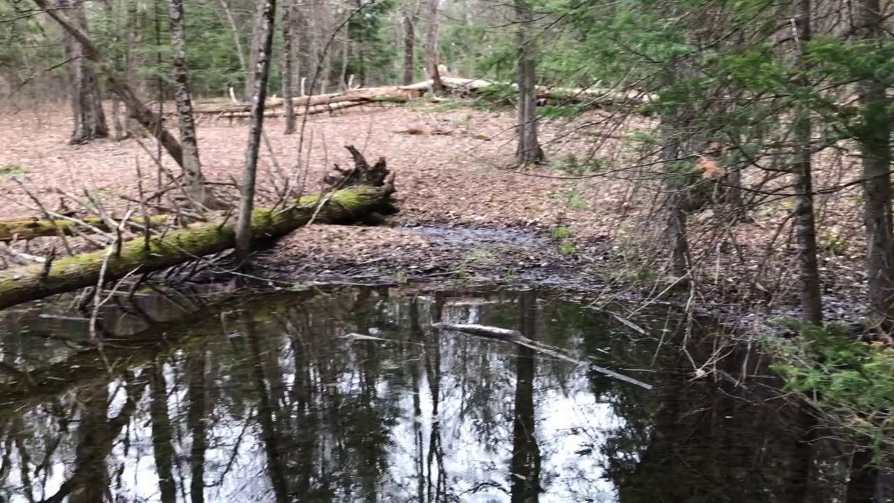 Vernal Pool Spring 2020