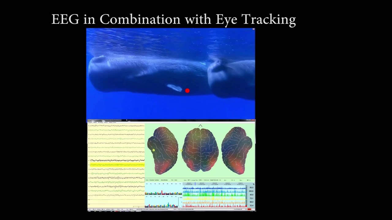 Neurocode Tracking (Quantitative EEG) and Eye Tracking Animal Video