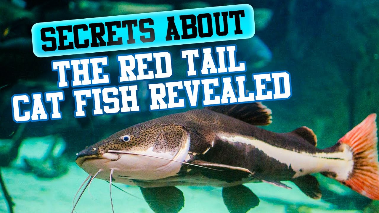 Red tail catfish | Shocking secrets about the Red tail catfish revealed!!!